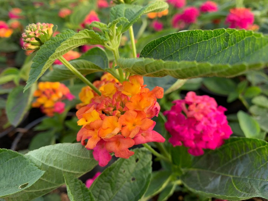 Lantana camara / EKO SADNICA - Horting