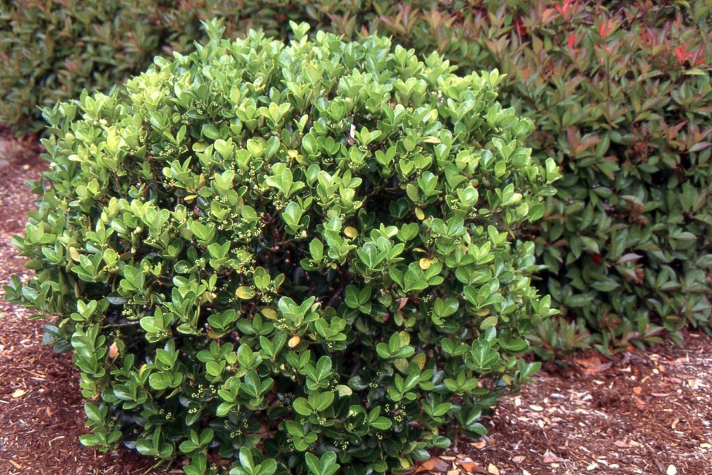Japanska kurika / Euonymus japonicus - Horting