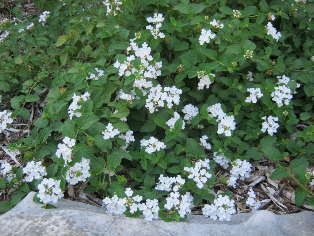 Lantana alba / EKO SADNICA - Horting