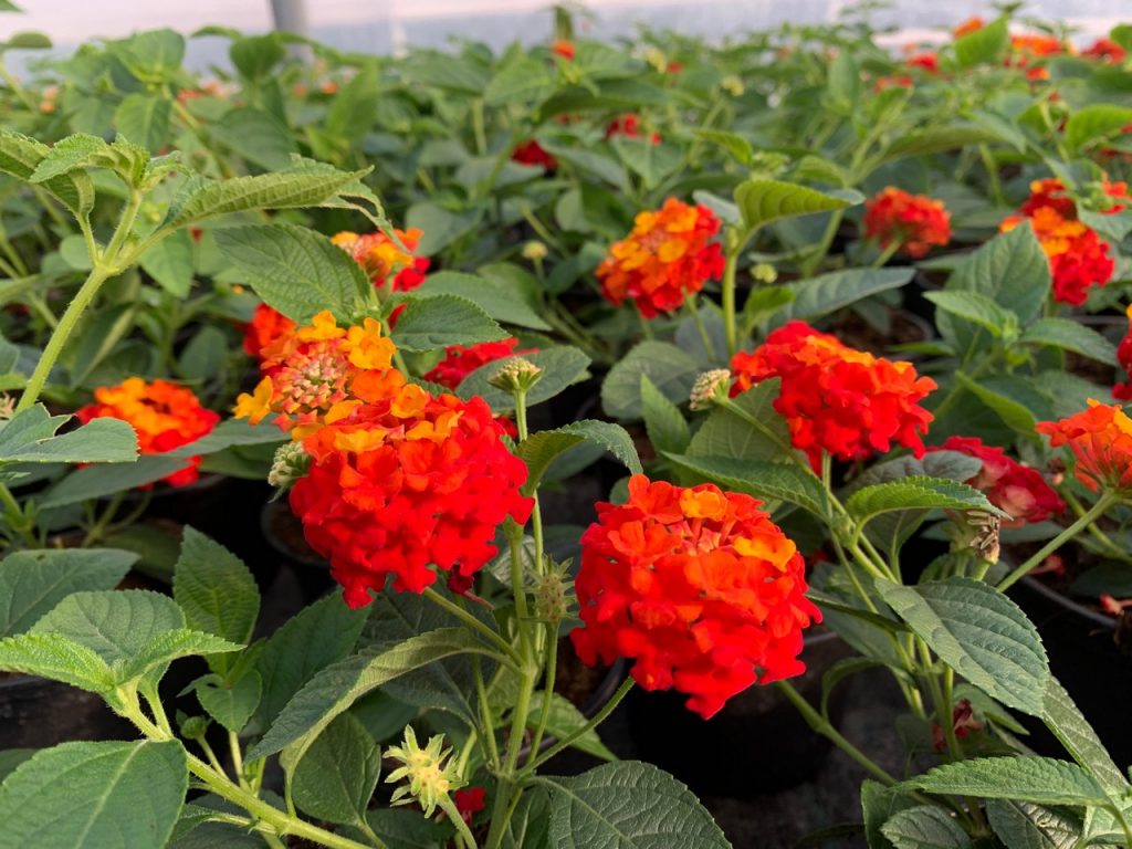 Lantana camara / EKO SADNICA - Horting