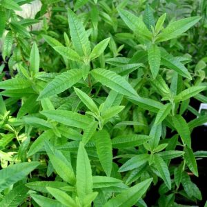 Limunska verbena / Lippia citrodora - Horting