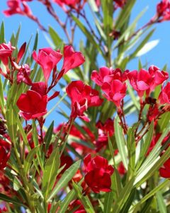 Oleander / Nerium oleander - crveni - Horting